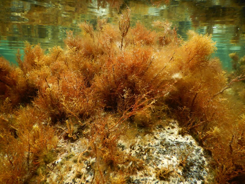 Ecological restoration of seaweed forests in Tenerife - OceanCitizen