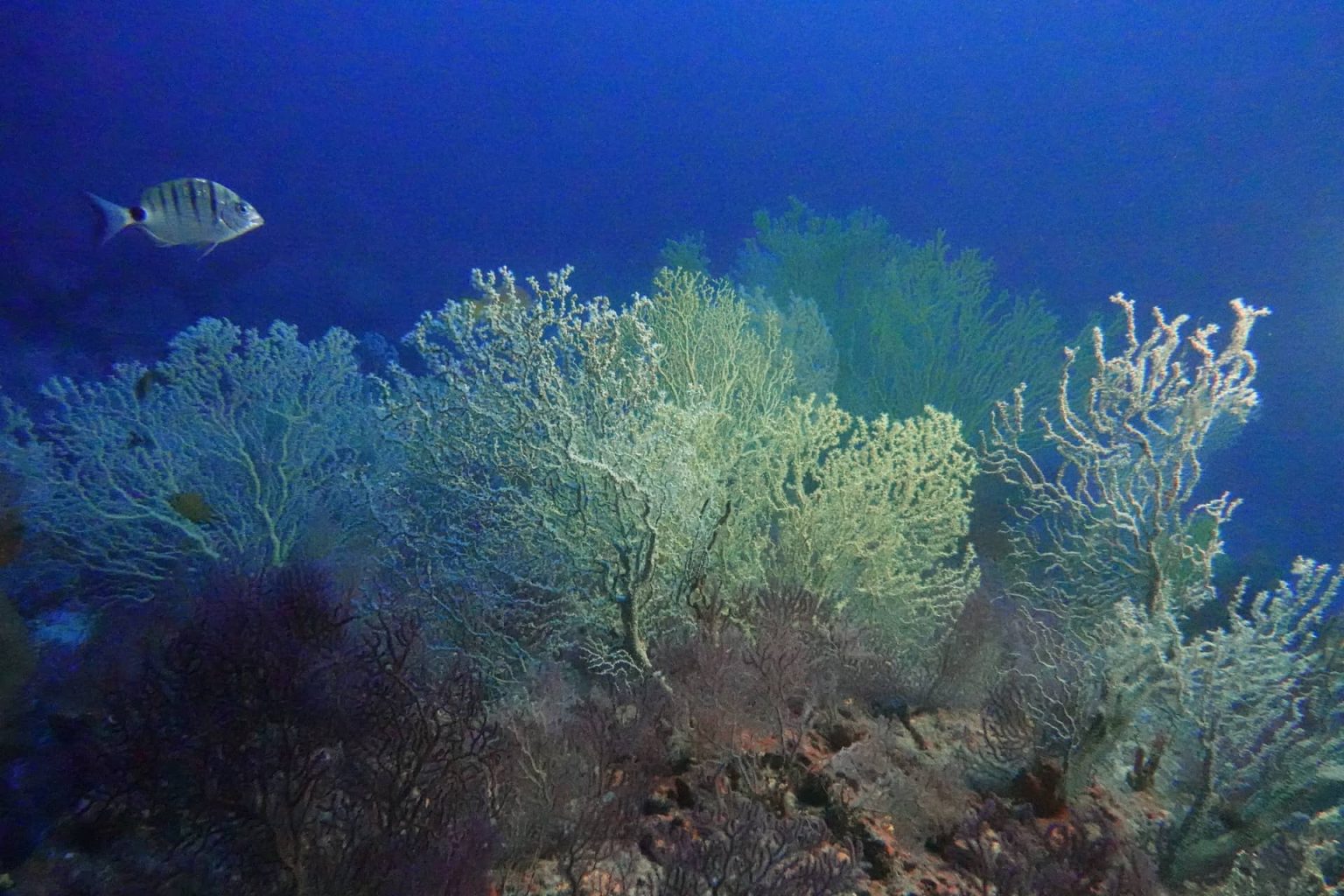 New Marine Animal Forests Manifesto calls for urgent measures to ...