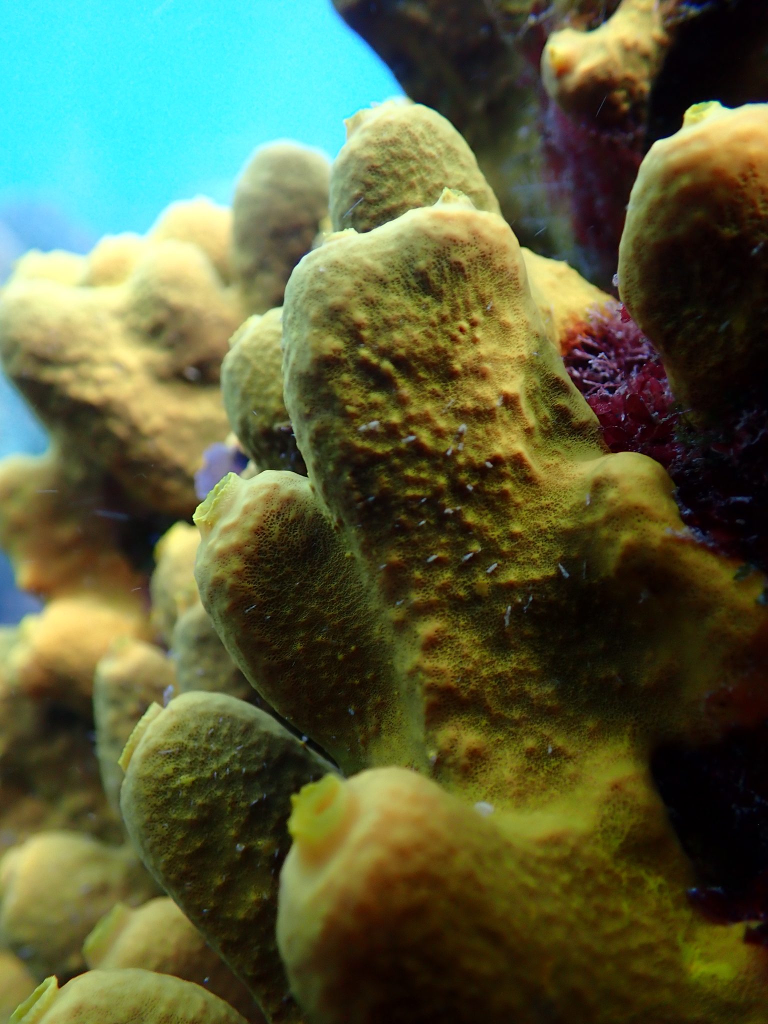 The Yellow Architect of Tenerife’s Underwater Forests - OceanCitizen