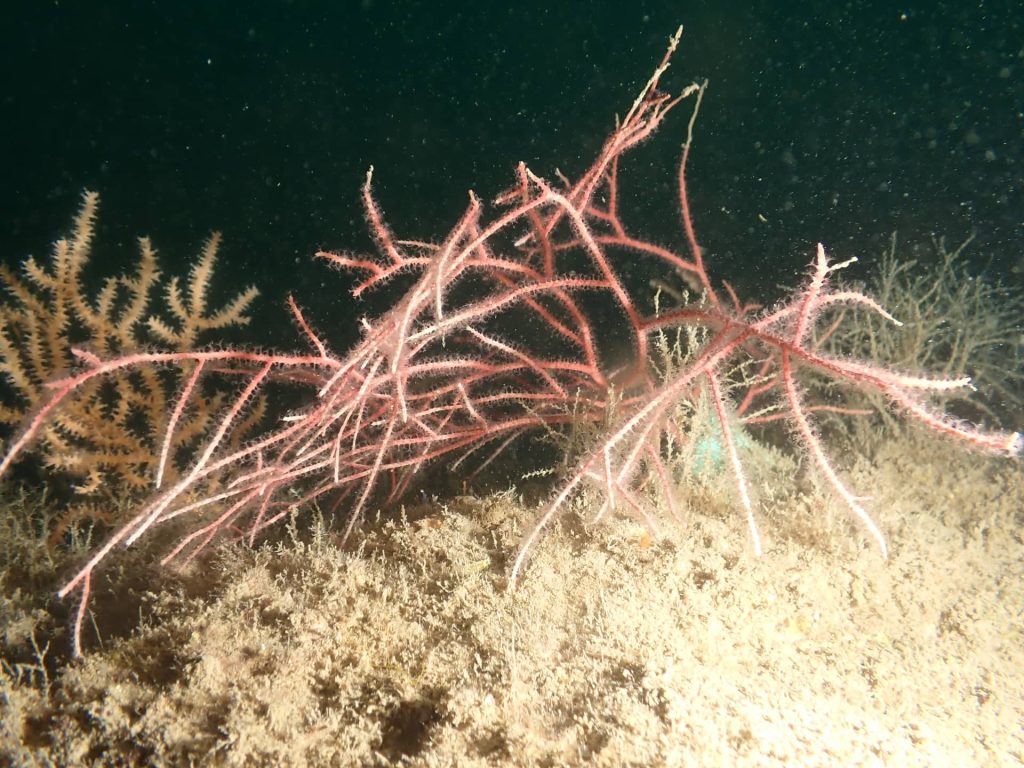 Restoring a gorgonian community in Torredembarra: Eunicella cavolini ...